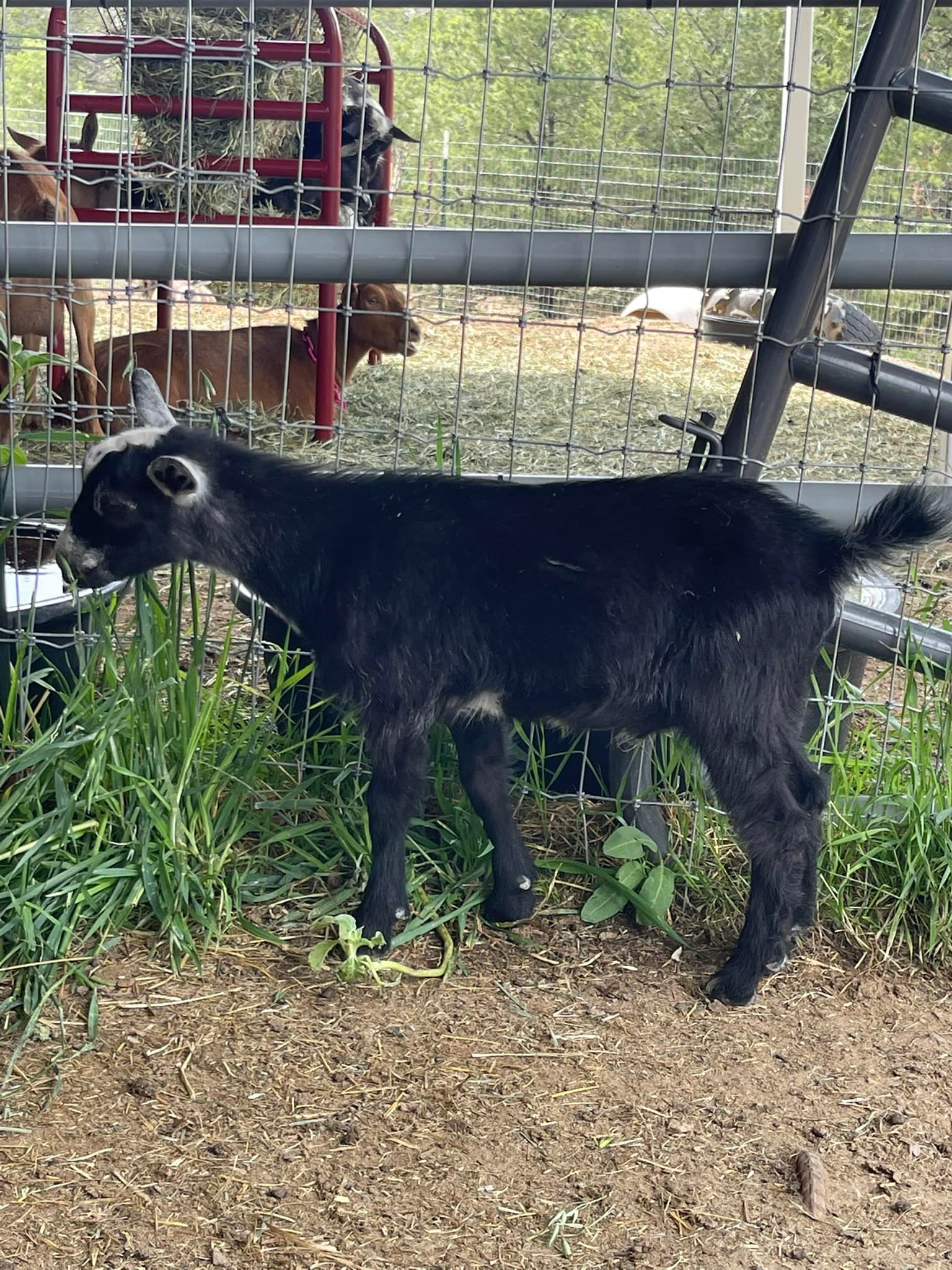 Triple R Ridge Ranch | Nigerian Dwarf Farm & Australian Cattle Dogs ...